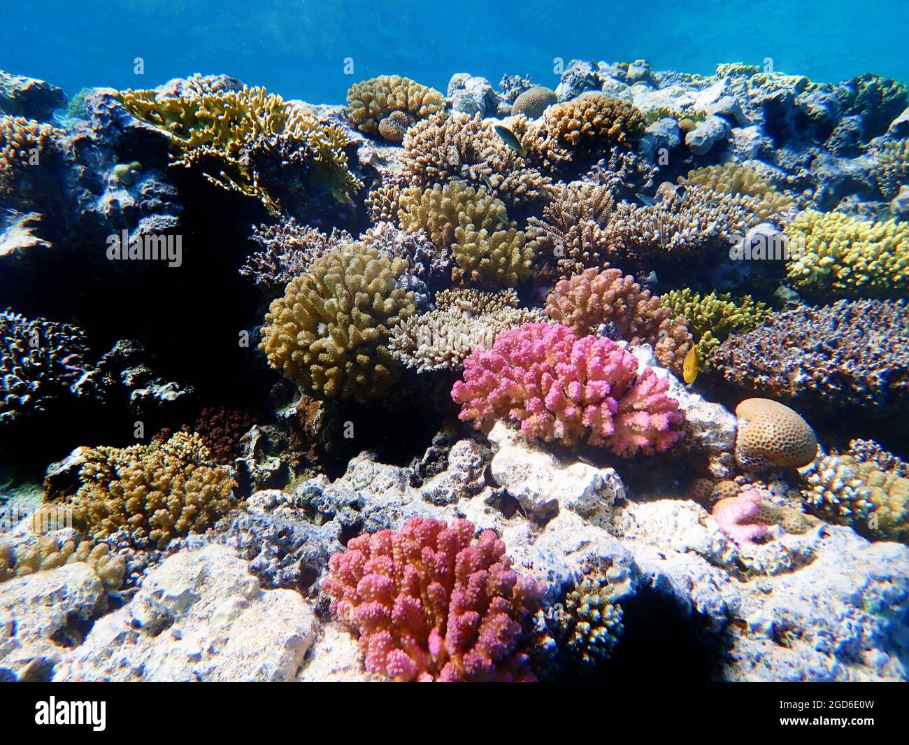 Underwater scenes with corals in Red Sea Stock Photo - Alamy