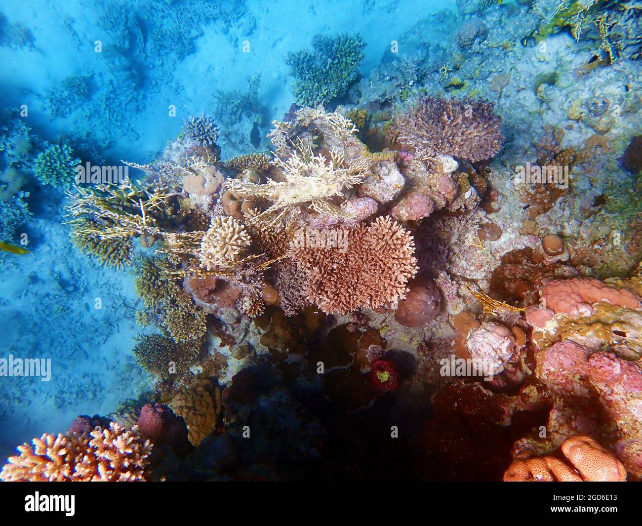 Red sea corals hi-res stock photography and images - Alamy