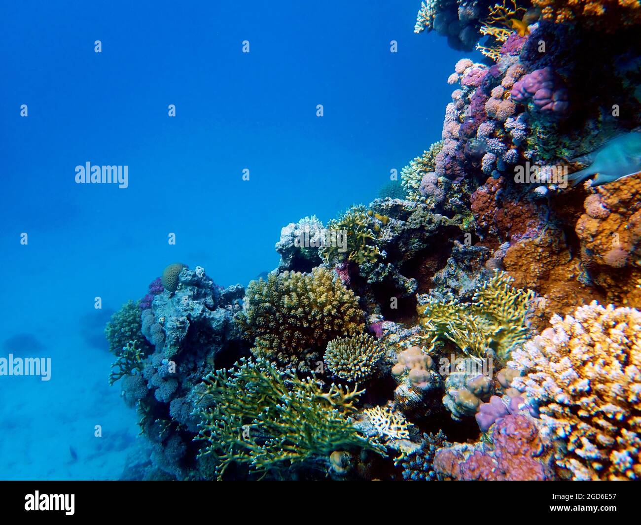 Underwater scenes with corals in Red Sea Stock Photo - Alamy