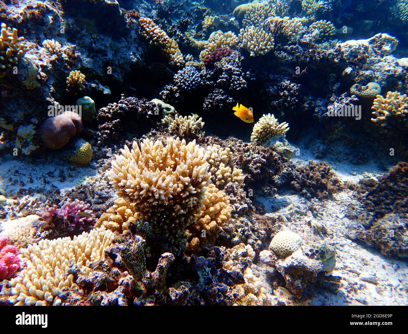 Underwater scenes with corals in Red Sea Stock Photo - Alamy