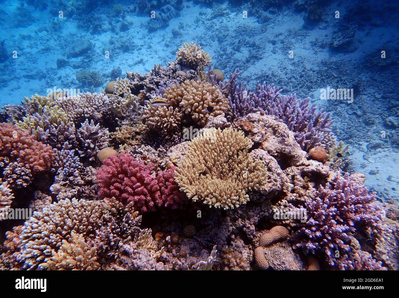Underwater scenes with corals in Red Sea Stock Photo - Alamy