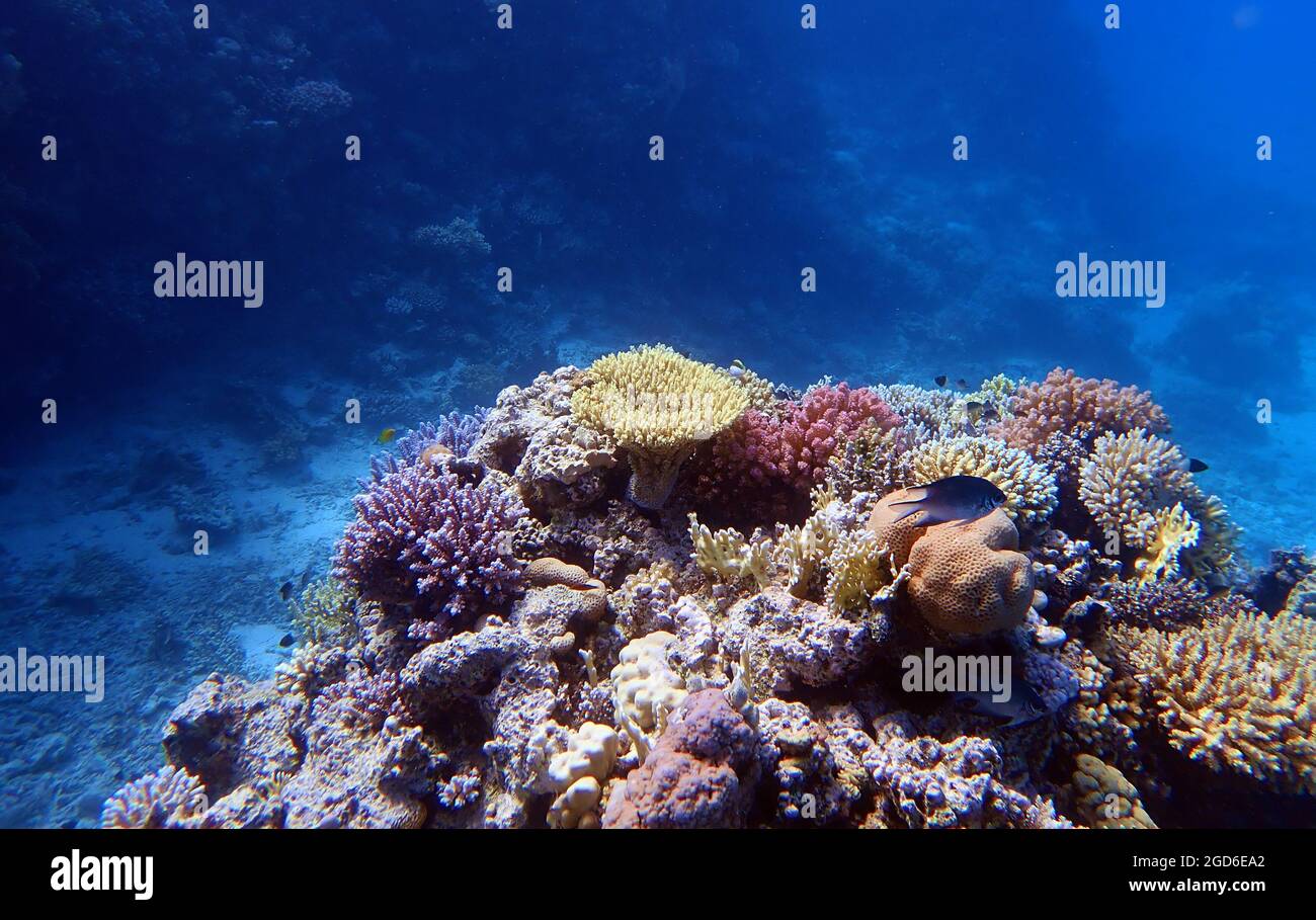 Underwater scenes with corals in Red Sea Stock Photo - Alamy