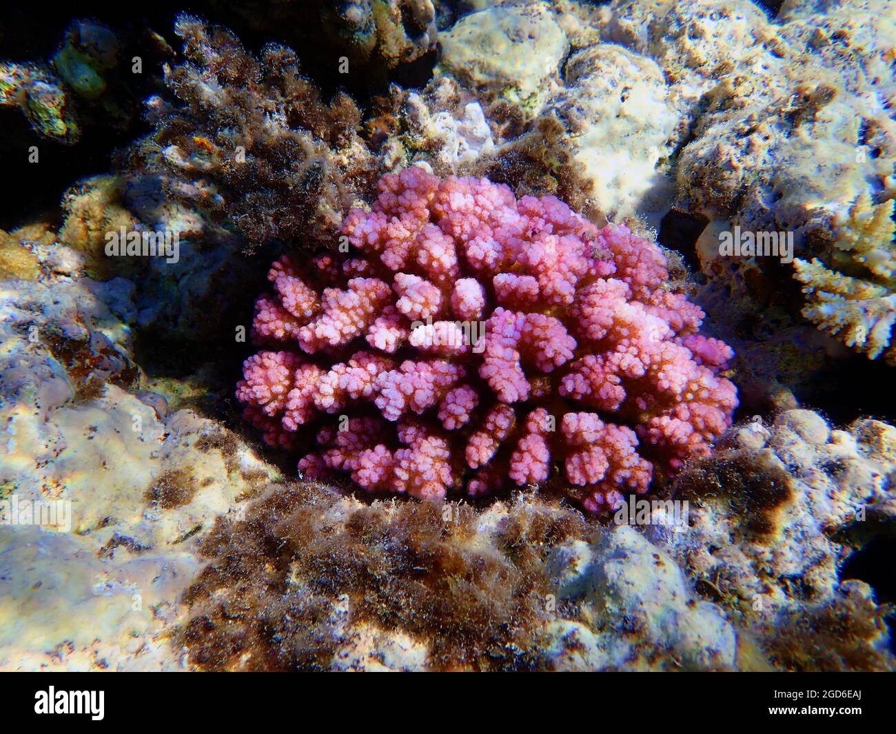 Pocillopora verrucosa red sea hi-res stock photography and images - Alamy