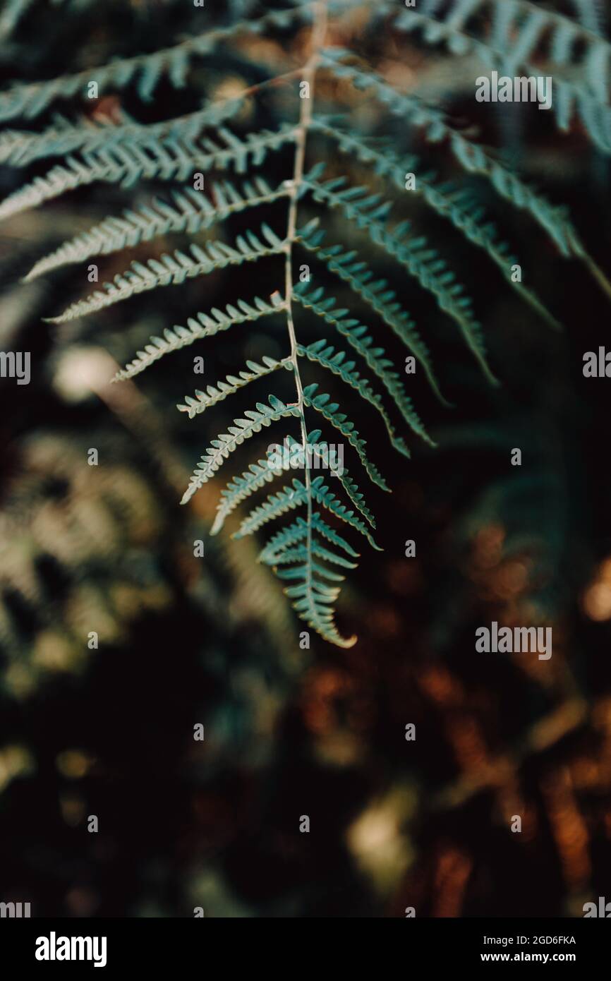 Minimalistic shot of a fern in the forest Stock Photo - Alamy