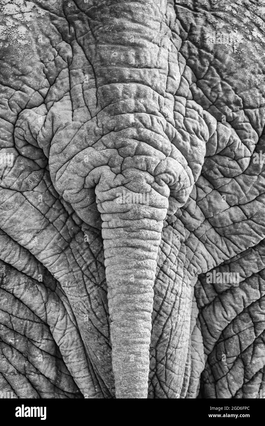 An elephant's tail Stock Photo - Alamy