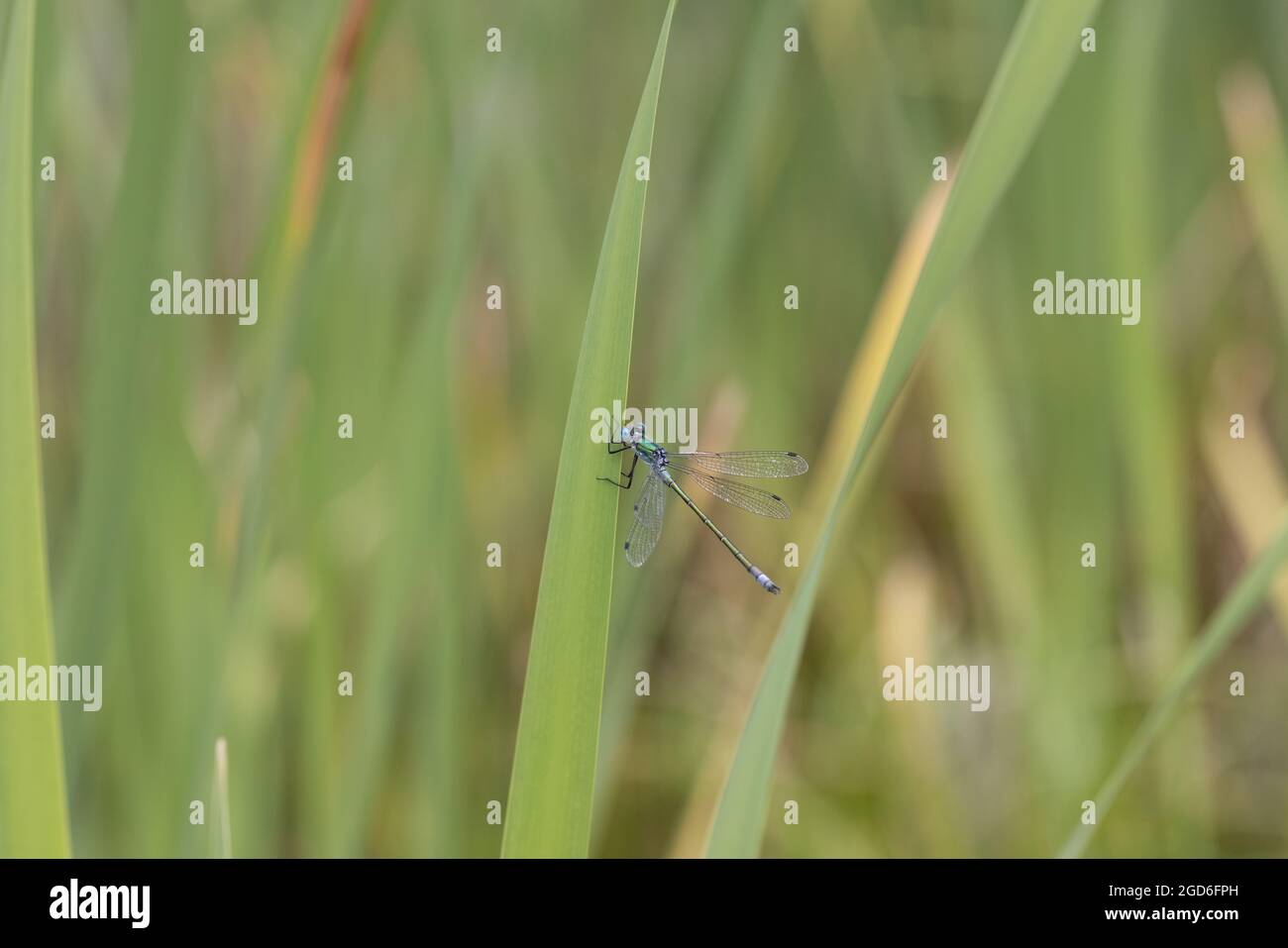 Robust Spreadwing (Lestes dryas) aka Scarce Emerald Damselfly Thompson ...