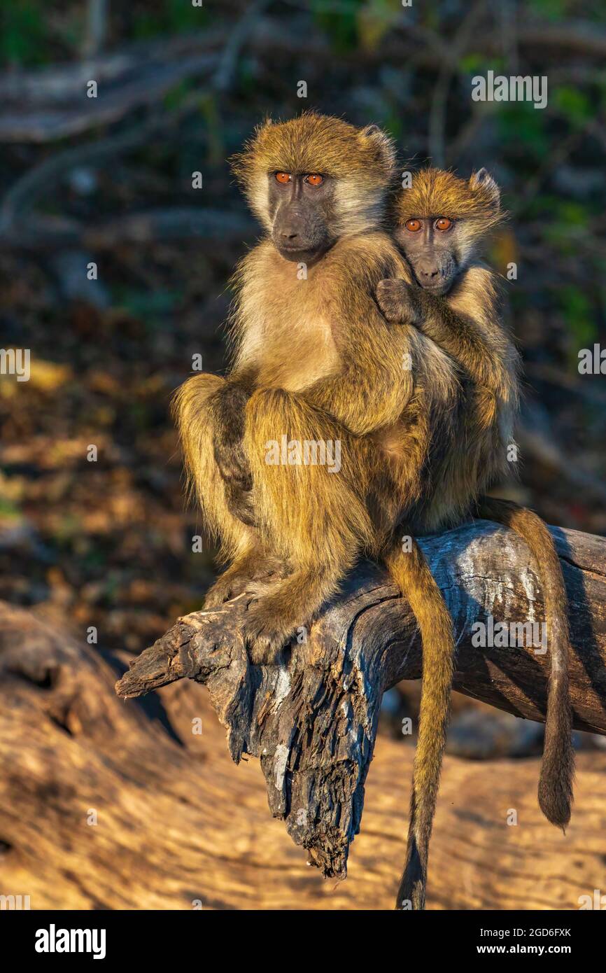 Baboon buddies survey their surroundings Stock Photo - Alamy