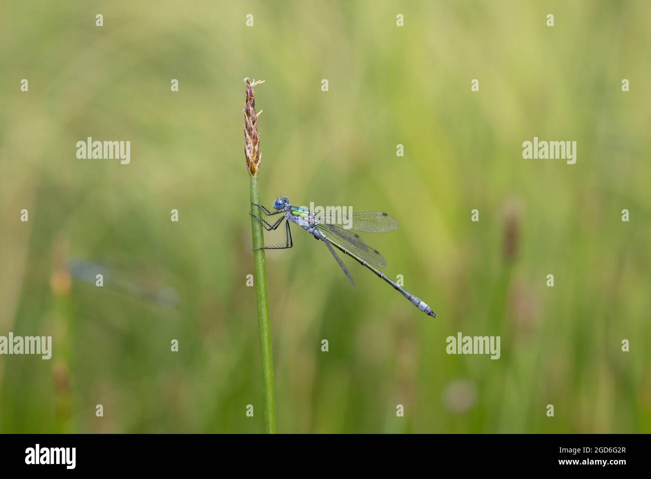 Robust Spreadwing (Lestes dryas) aka Scarce Emerald Damselfly Thompson ...
