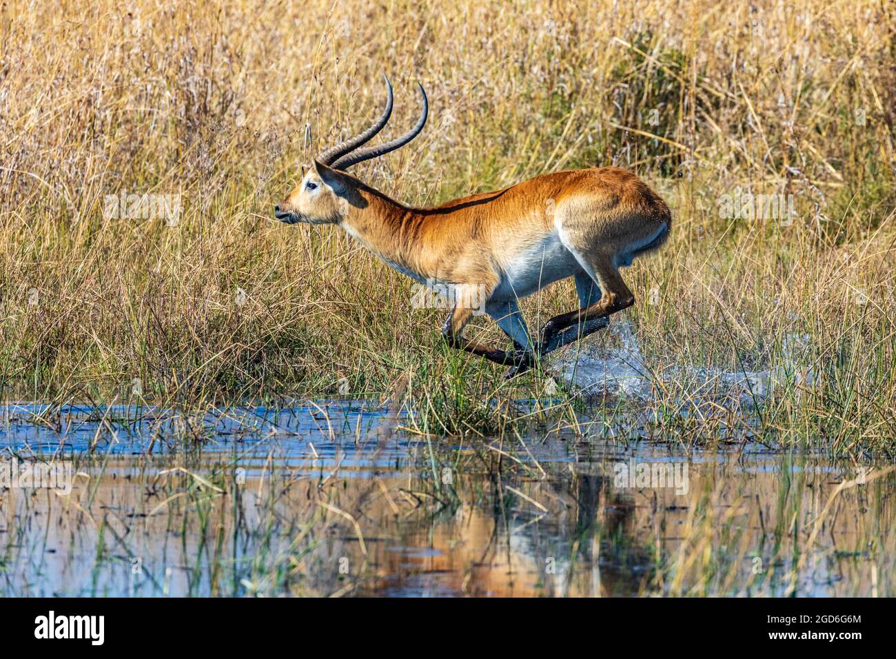 A common reedbuck runs through a marsh in the Okavango Delta Stock ...