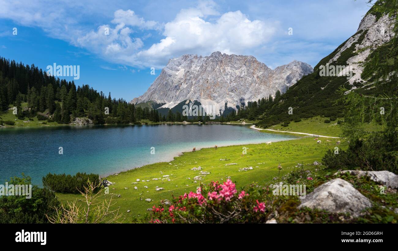 Seebensee in Ehrwald, Tyrol with the Zugspitze mountain in the ...