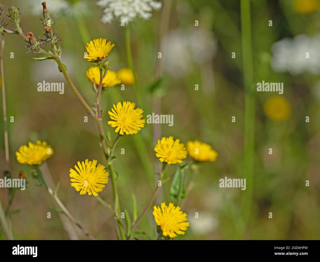 Flowering hawkweed, hieracium, close-up Stock Photo - Alamy