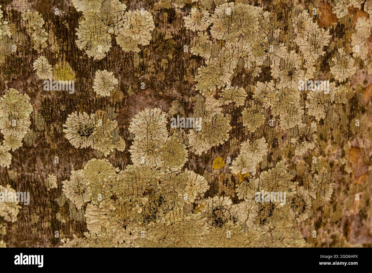 Natural bark texture hi-res stock photography and images - Alamy
