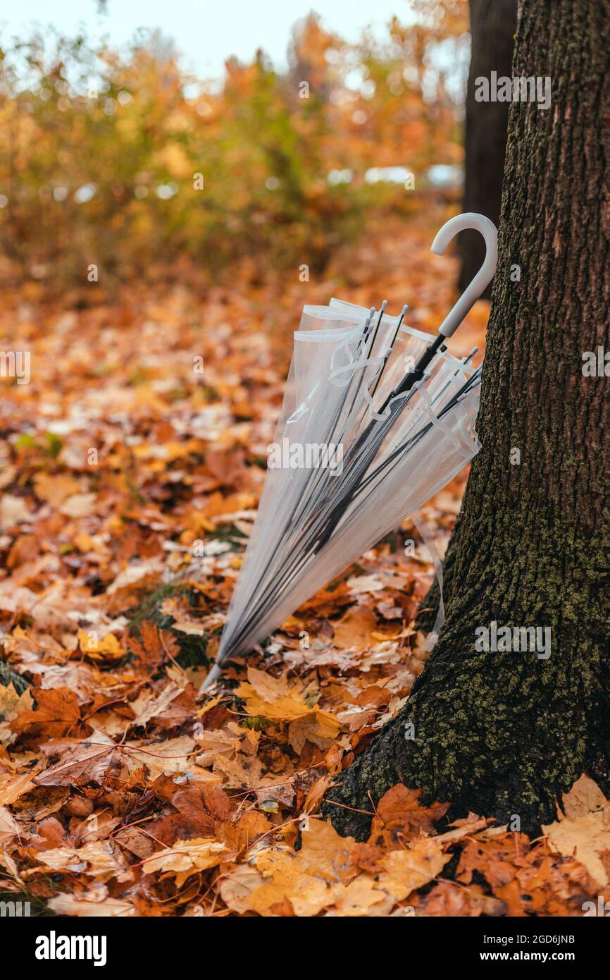 Transparent umbrella left near an autumn tree in a city park Stock ...
