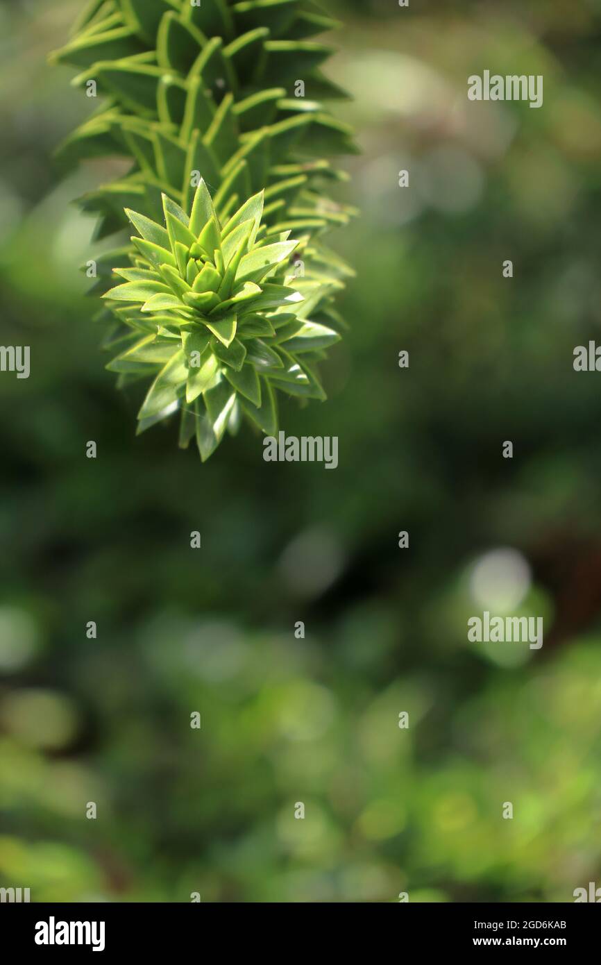 Green Tree Branch End Stock Photo - Alamy