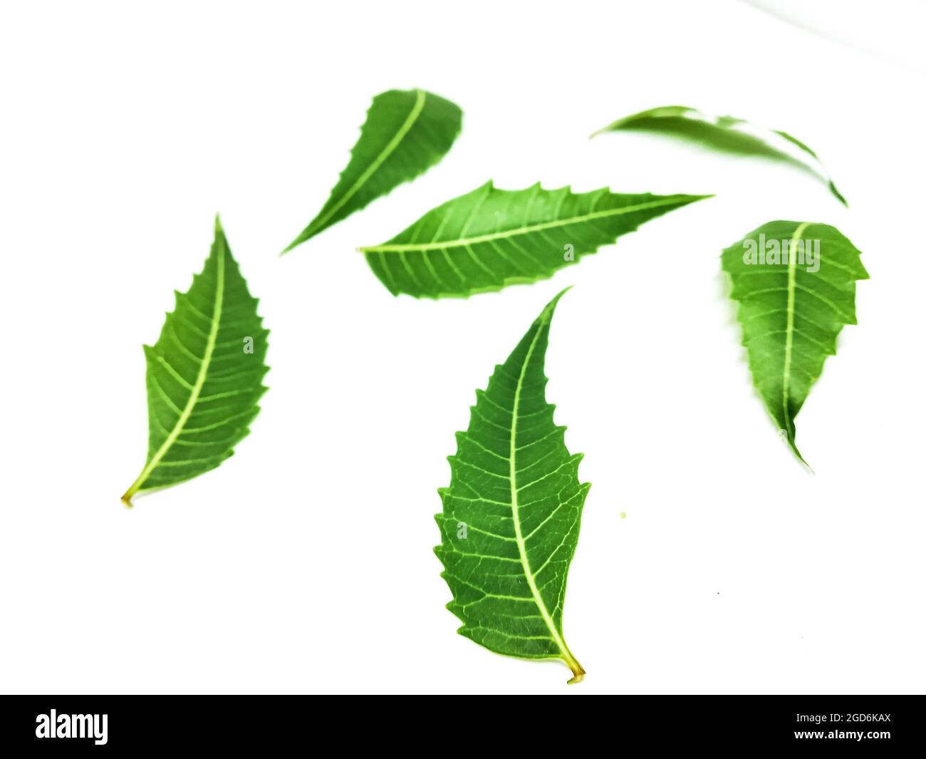Single Neem Leaf
