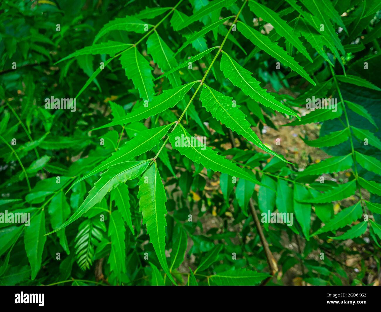 Neem Tree Leaves