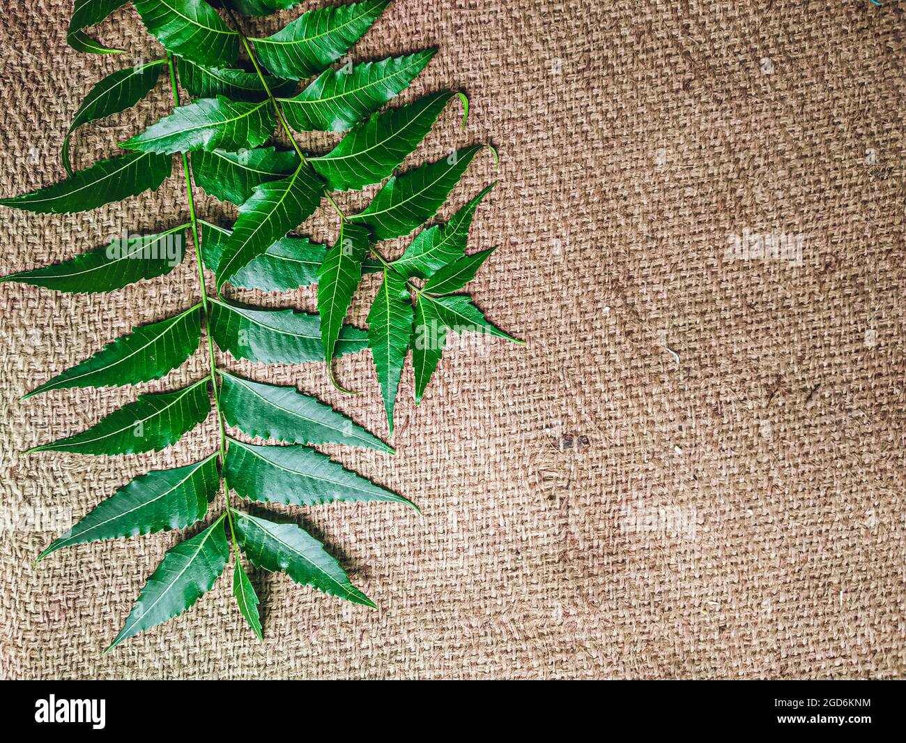 Indian neem tree hi-res stock photography and images - Alamy