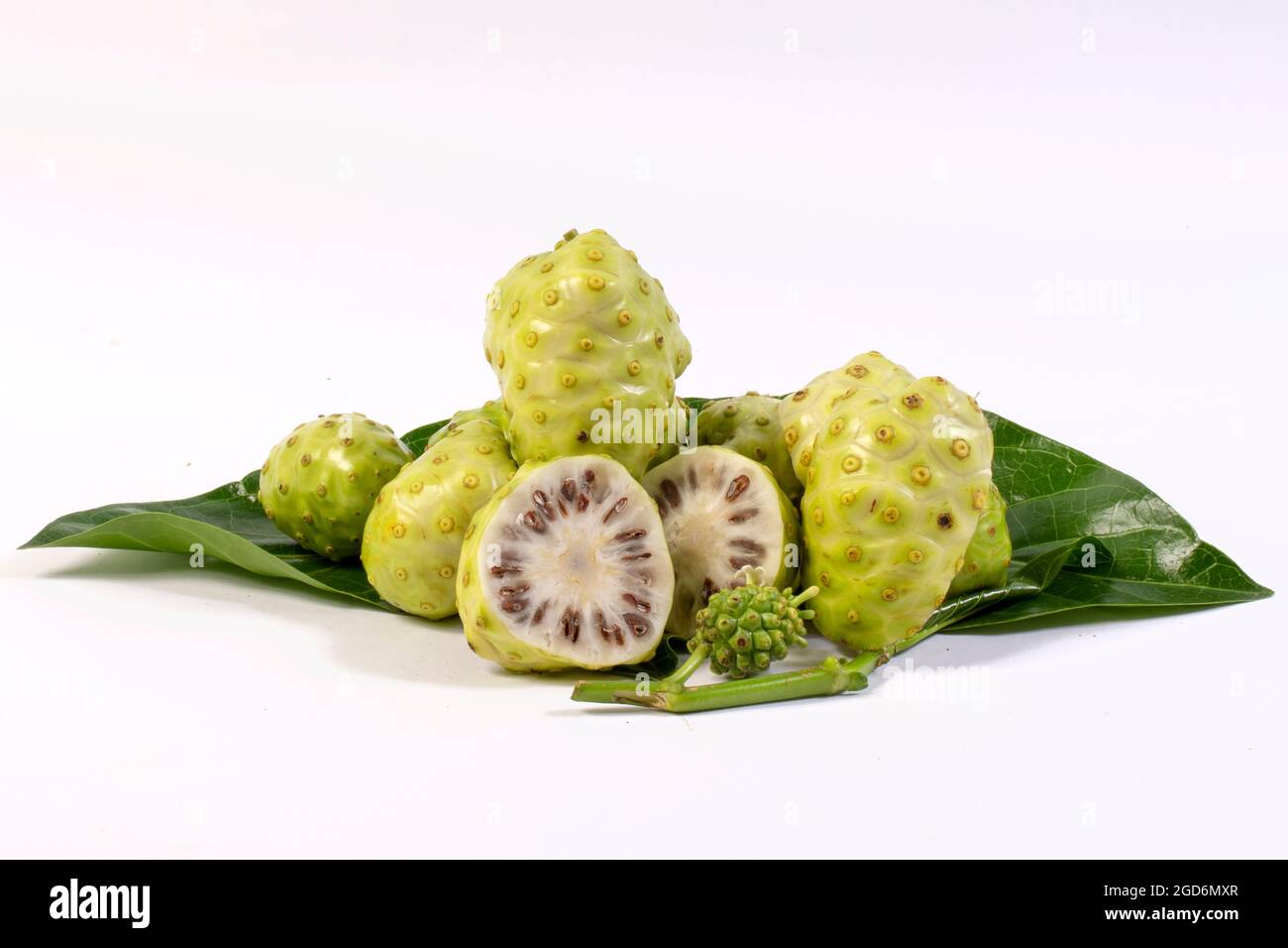 Morinda citrifolia on the white background,phitsanulok Stock Photo - Alamy