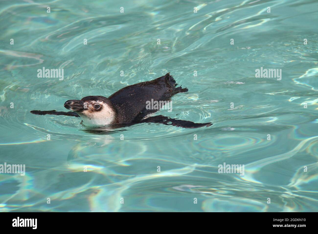 A Magellanic Penguin Gracefully Swimming in Water Stock Photo - Alamy