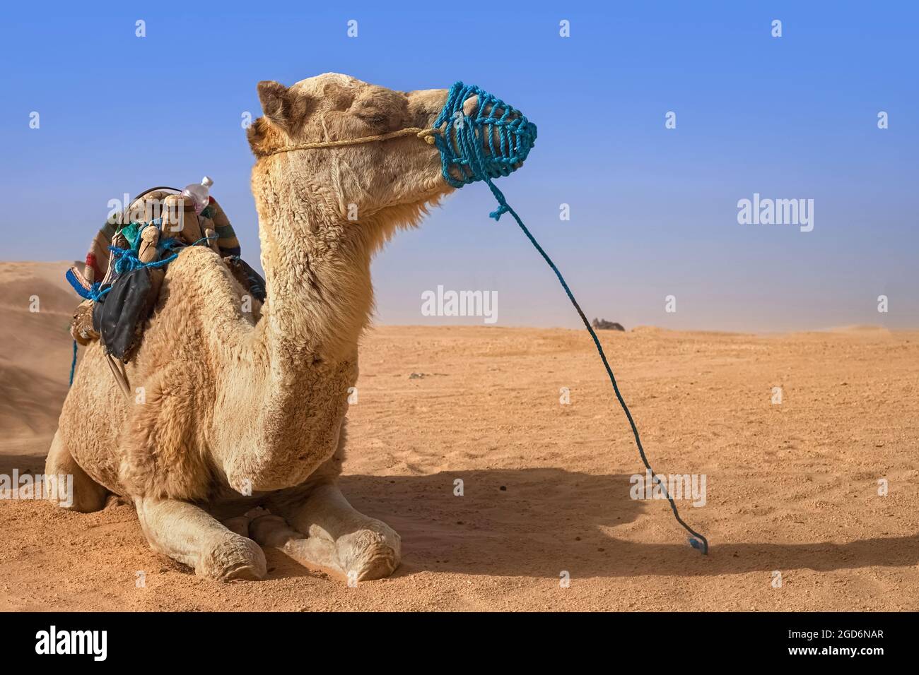 Dromedary Camel sits on the sand in the Sahara Desert, resting Stock ...