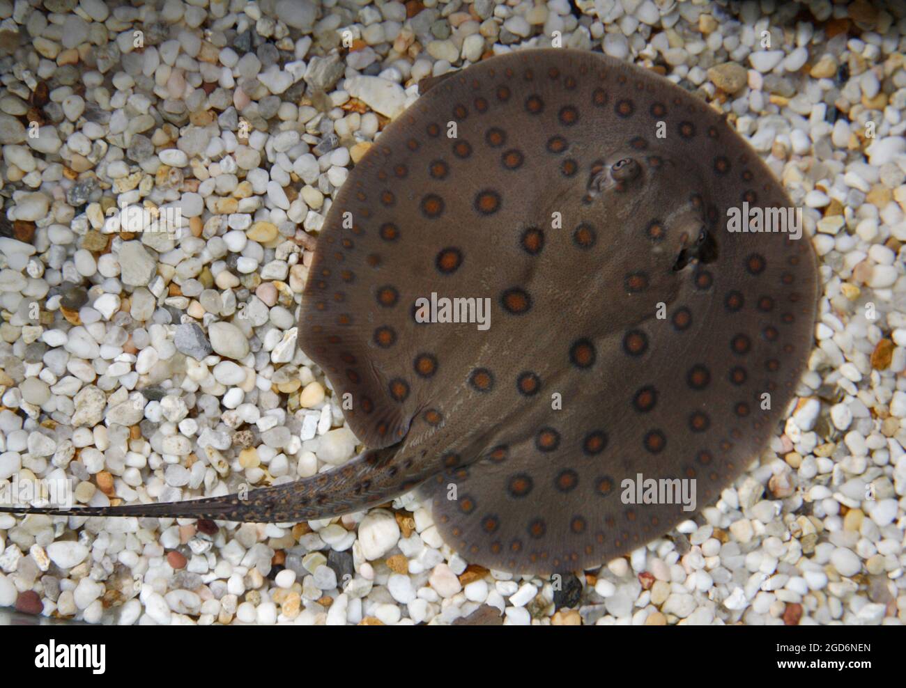 Female South African freshwater stingray or Ocellate Stingray ...