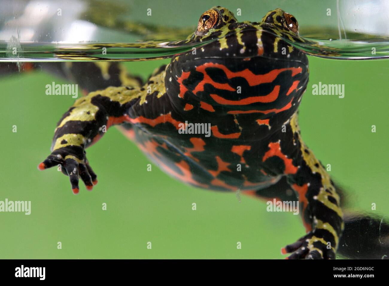 Fire bellied toad bombina bombina hi-res stock photography and images ...