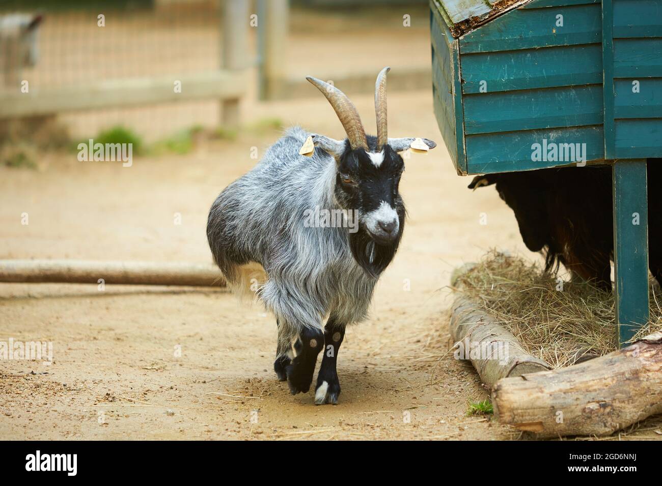 Little gray goat hi-res stock photography and images - Alamy