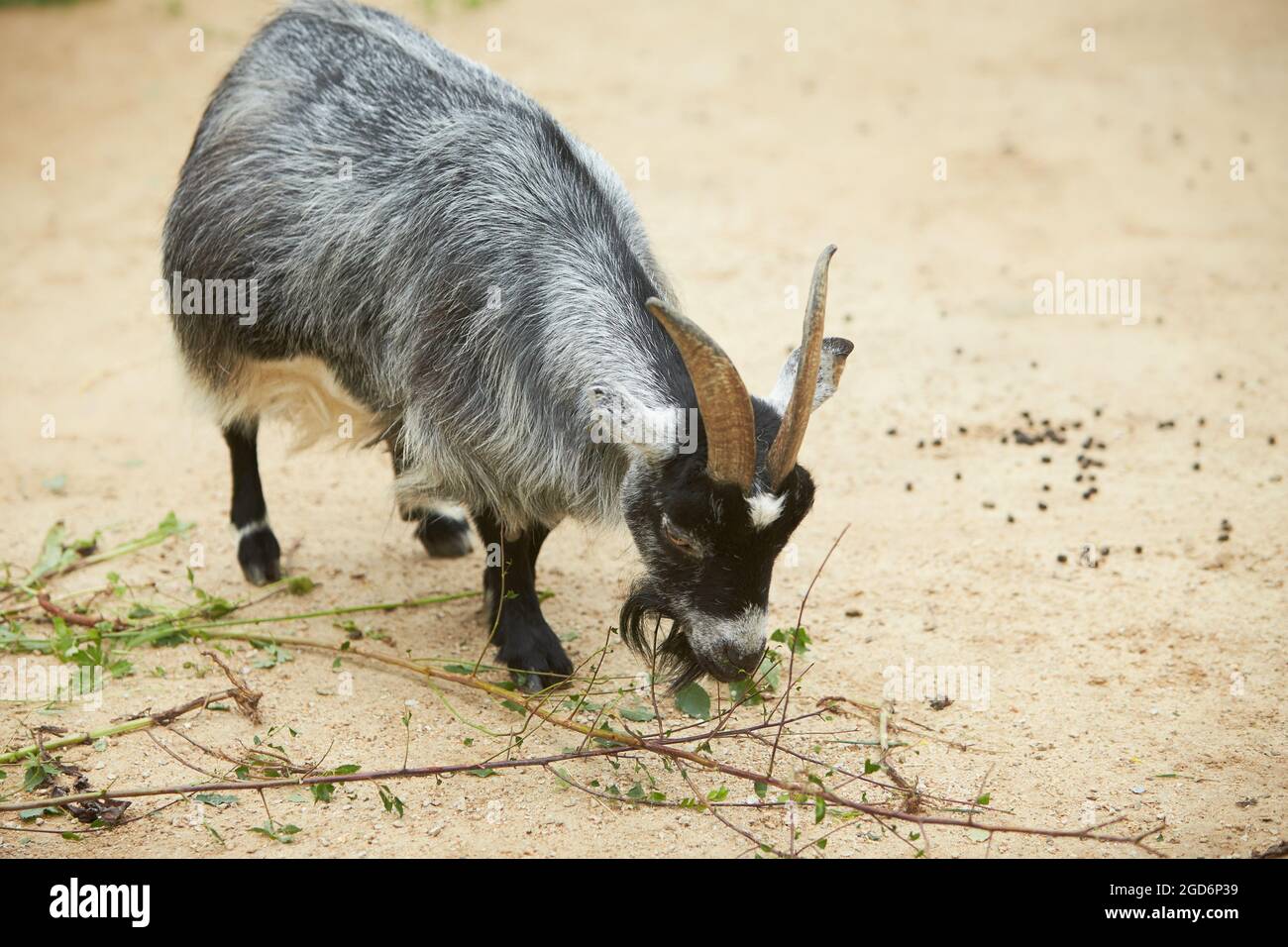 Gray goat with horns eats grass on a zoo Stock Photo - Alamy
