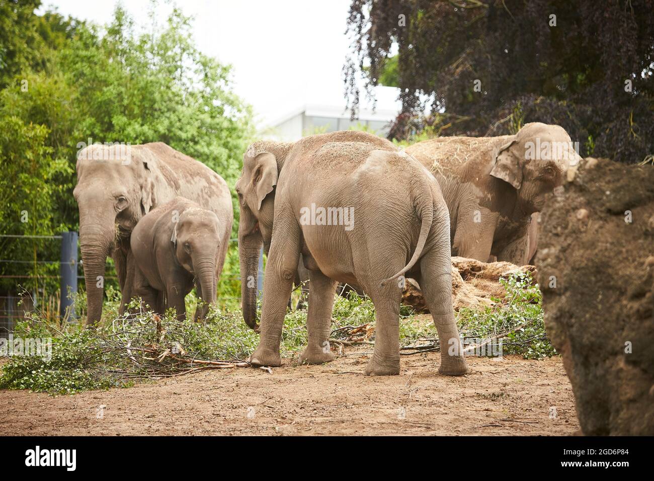 Elephant in jail hi-res stock photography and images - Alamy