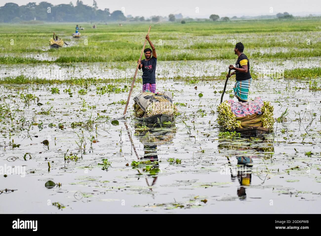 August 9, 2021: Farmer after collecting water lily from Arial Bill was ...