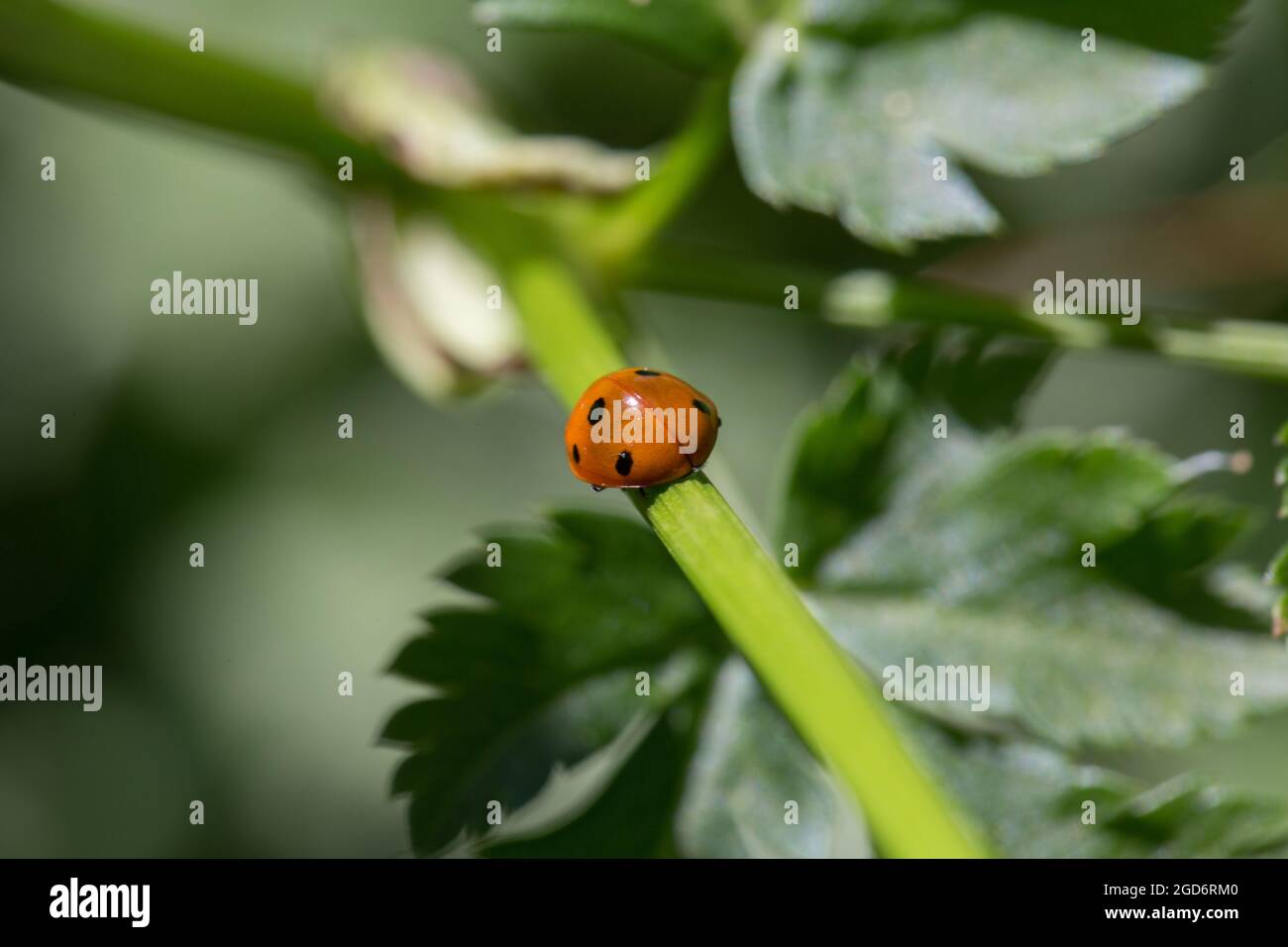 Selective focus shot of a ladybird sitting on the stem of a plant in ...