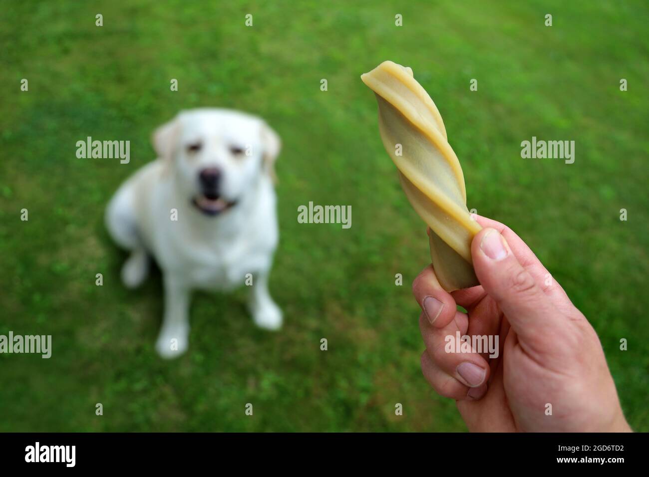 Human training dog hi-res stock photography and images - Alamy