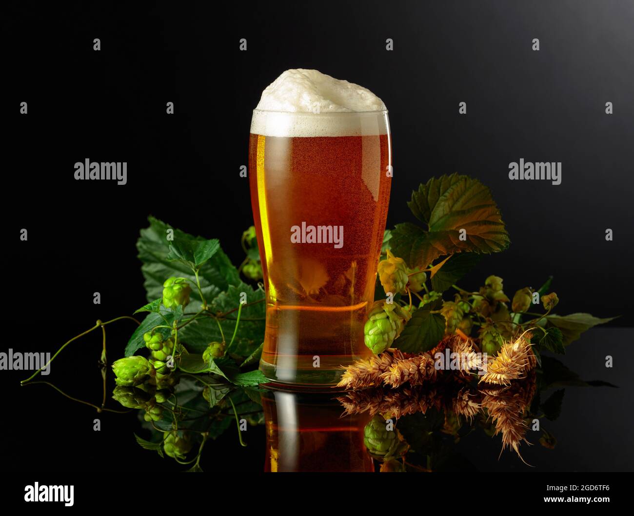 Beer with hops and barley on a black reflective background Stock Photo ...
