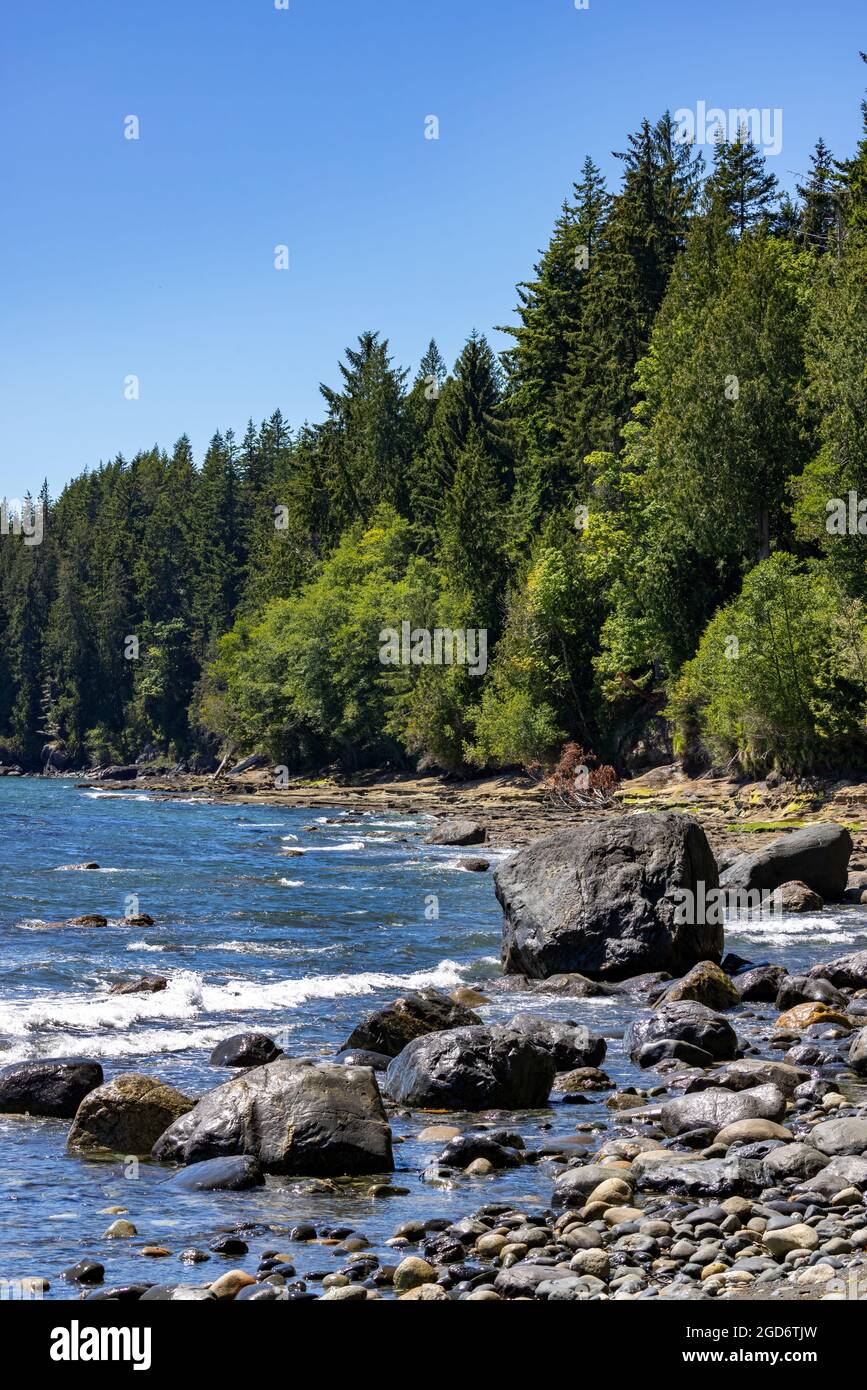 Vancouver island forest scene hi-res stock photography and images - Alamy