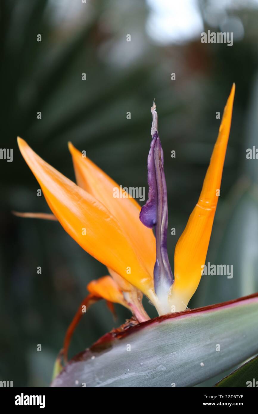 Beautiful shot of Crane flower blooming in a garden Stock Photo - Alamy