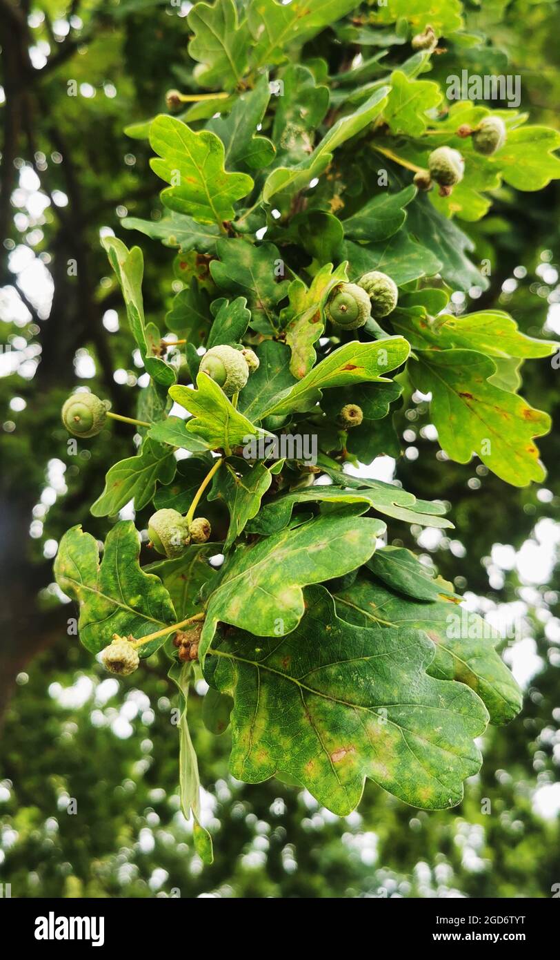 English oak branch acorns hi-res stock photography and images - Alamy