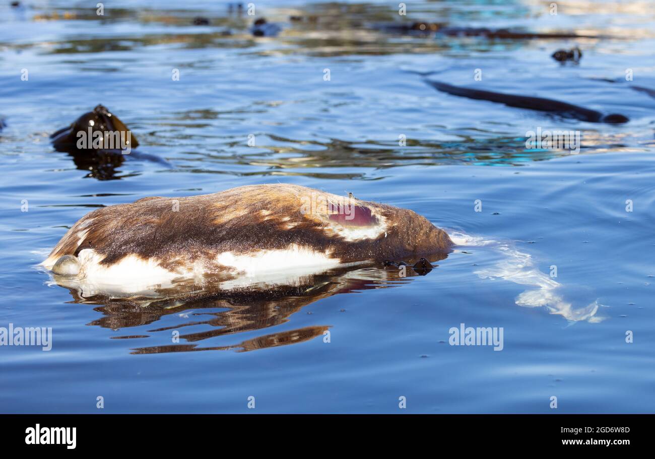 Floating dead hi-res stock photography and images - Alamy