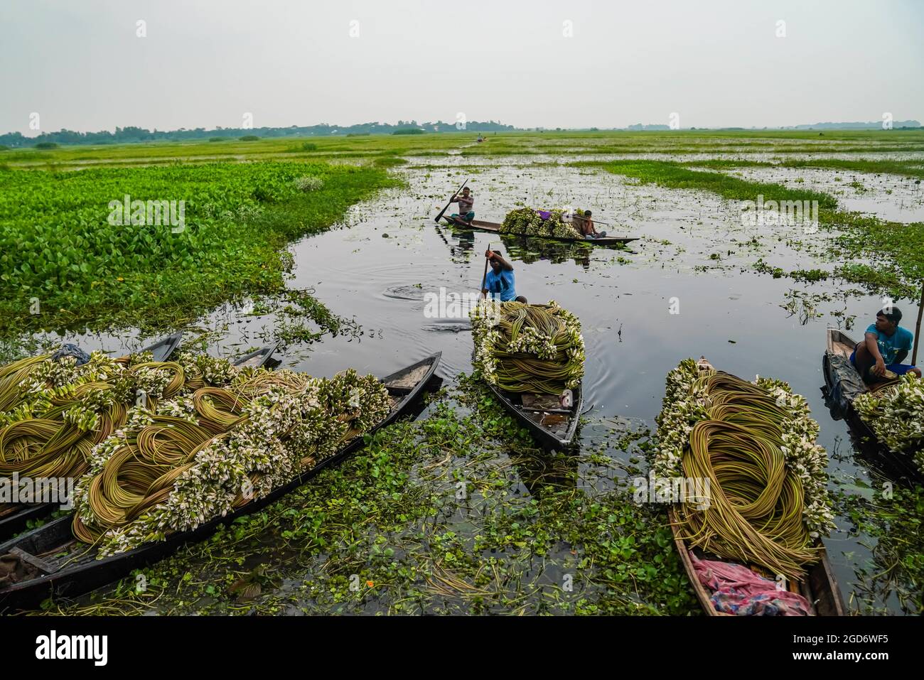 August 9, 2021: Farmer after collecting water lily from Arial Bill was ...