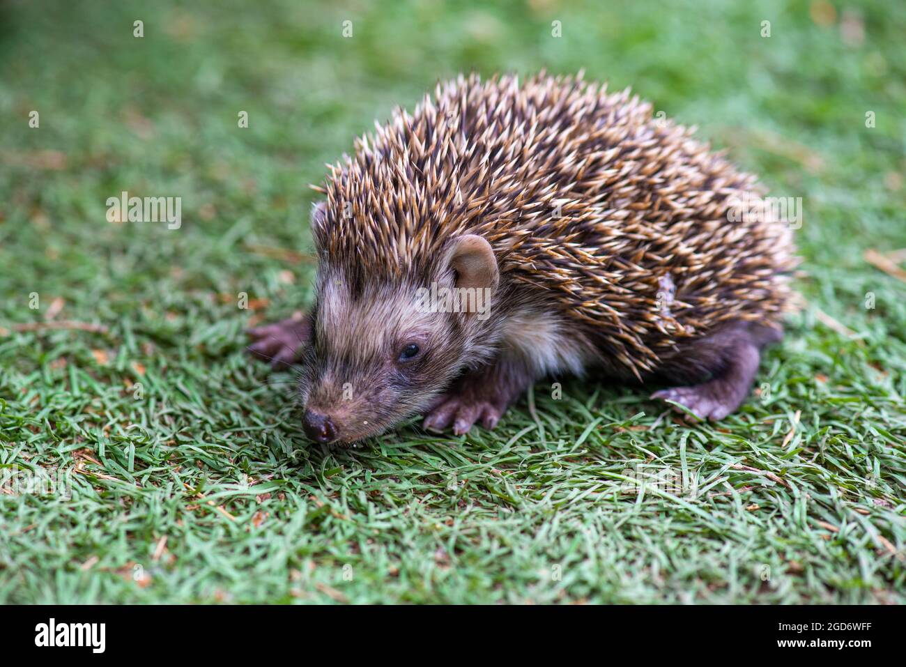 Sad baby animals hi-res stock photography and images - Alamy