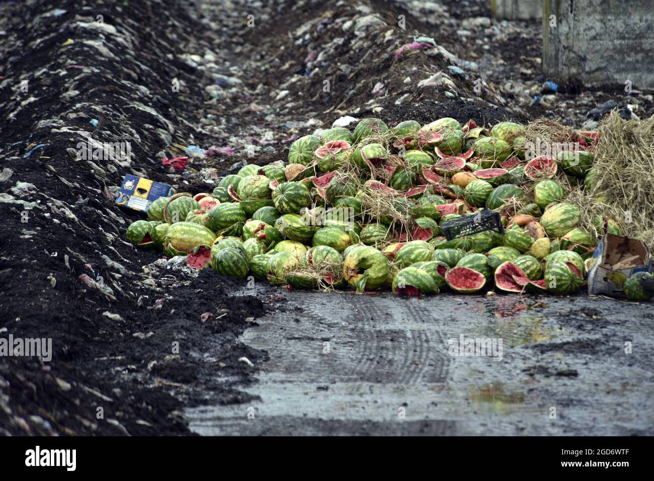 LVIV, UKRAINE - AUGUST 09, 2021 - Rotten watermelons are seen on the ...