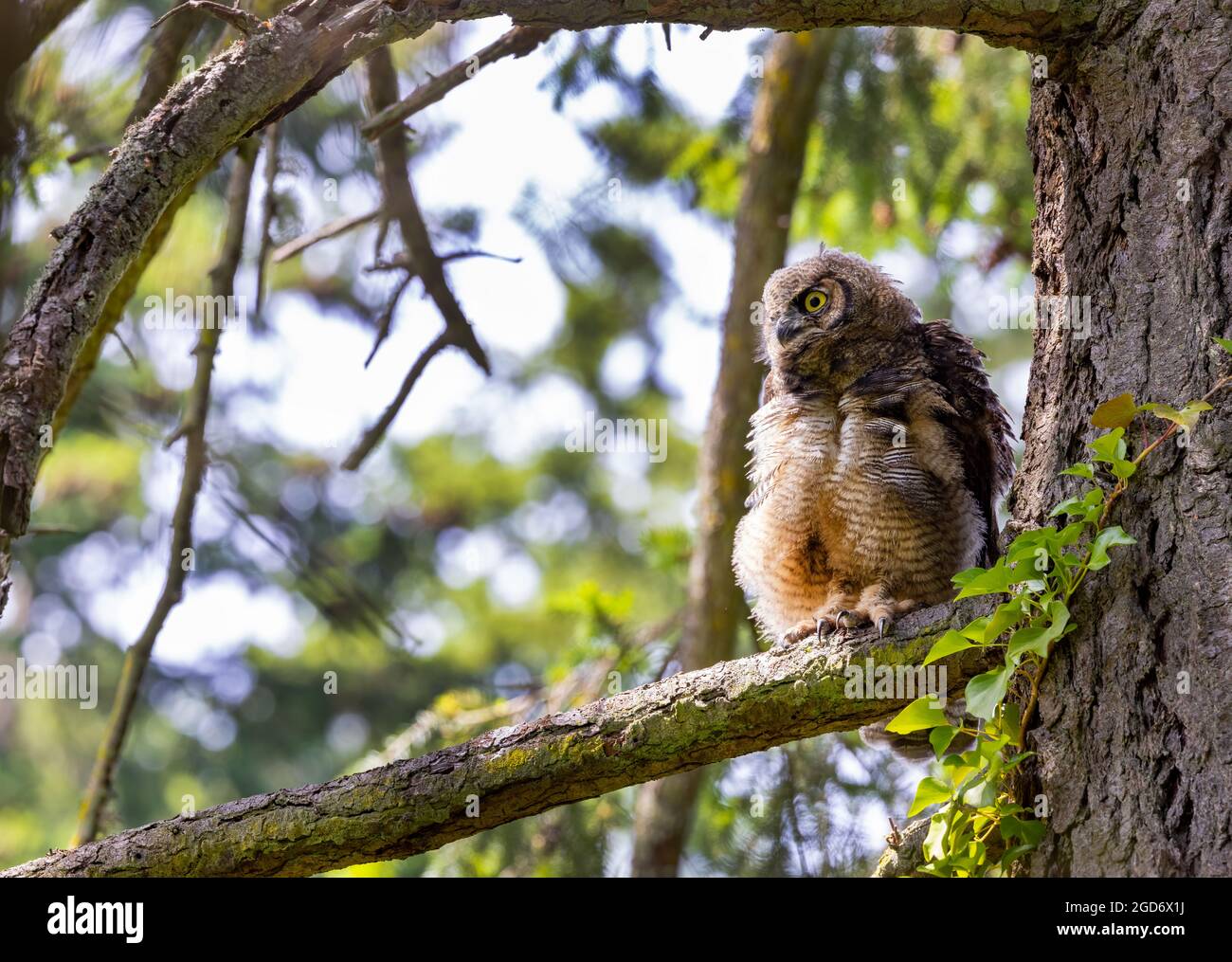 Young great horned owl hi-res stock photography and images - Alamy