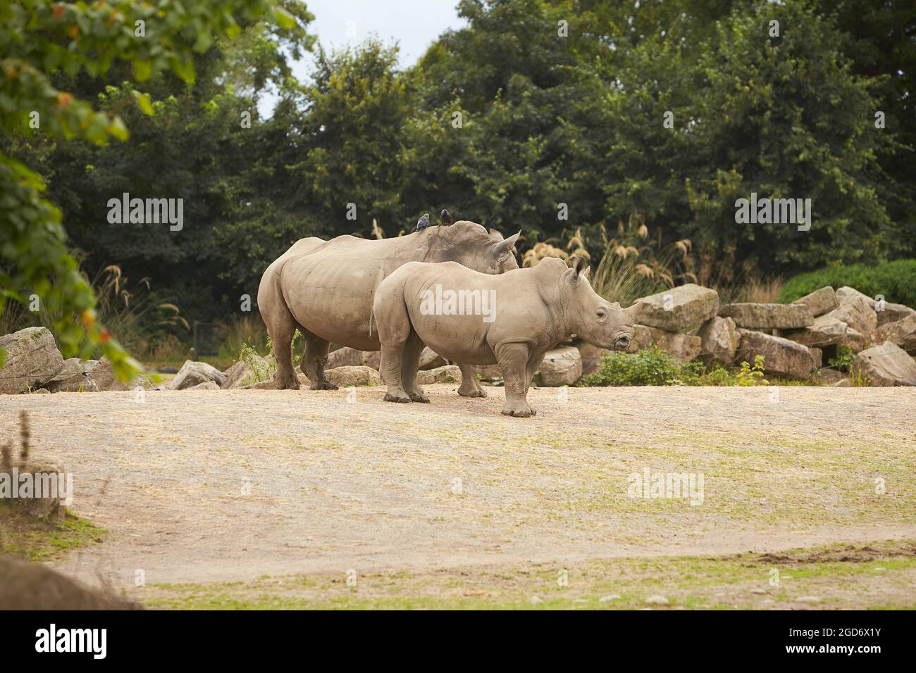 Two gray rhinoceros walking in the zoo Stock Photo - Alamy