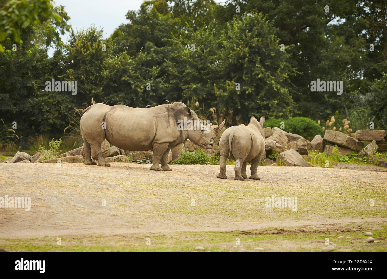 Two gray rhinoceros walking in the zoo Stock Photo - Alamy