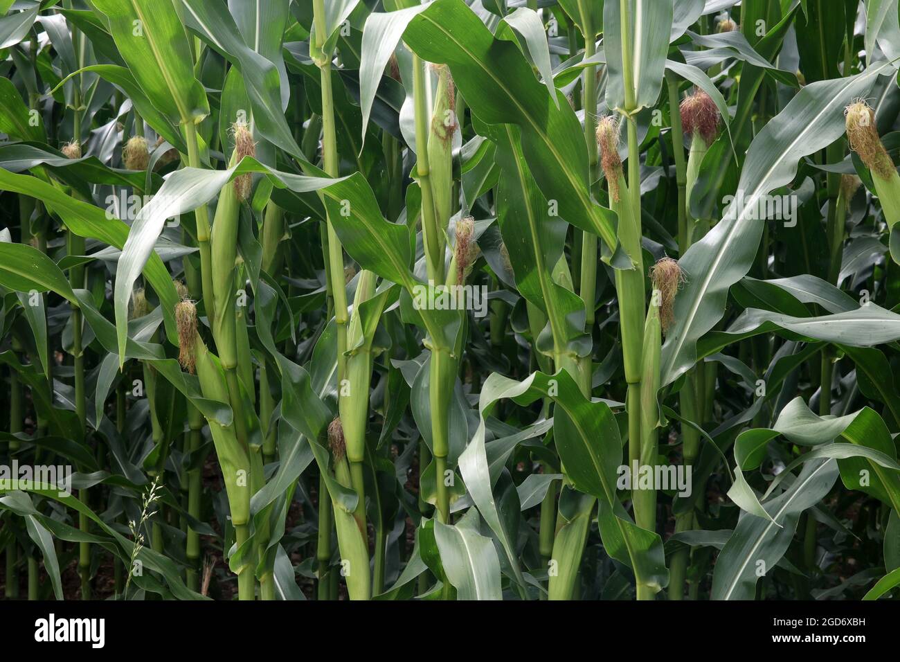 Corn on the cob in the field in summer Stock Photo - Alamy