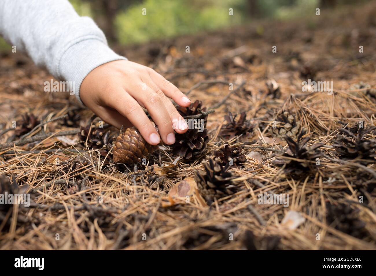 Pinecone study hi-res stock photography and images - Alamy