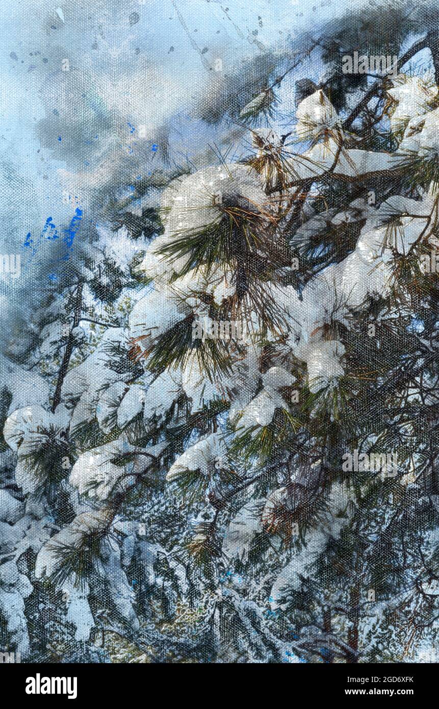 Digital watercolor painting pine branches in the snow. Frosty wi Stock Photo - Alamy