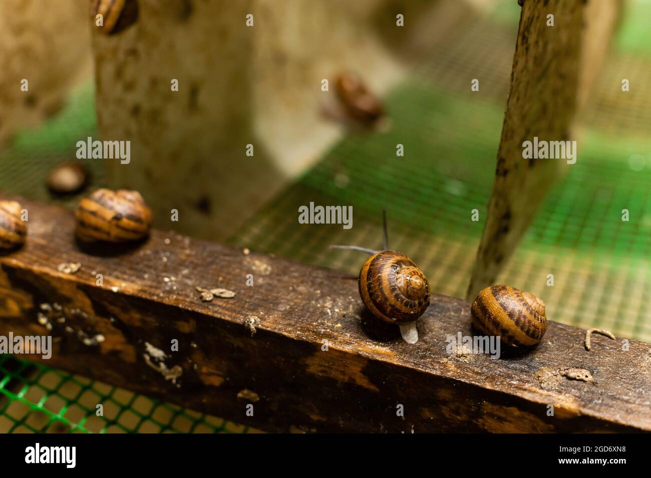 A group of snails. Snail farm Stock Photo - Alamy