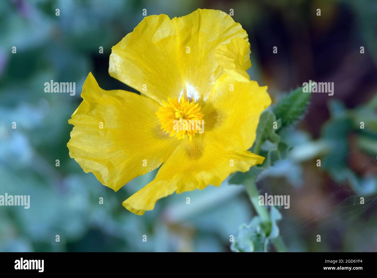 yellow horned poppy, yellow hornpoppy or sea poppy, Gelber Hornmohn ...