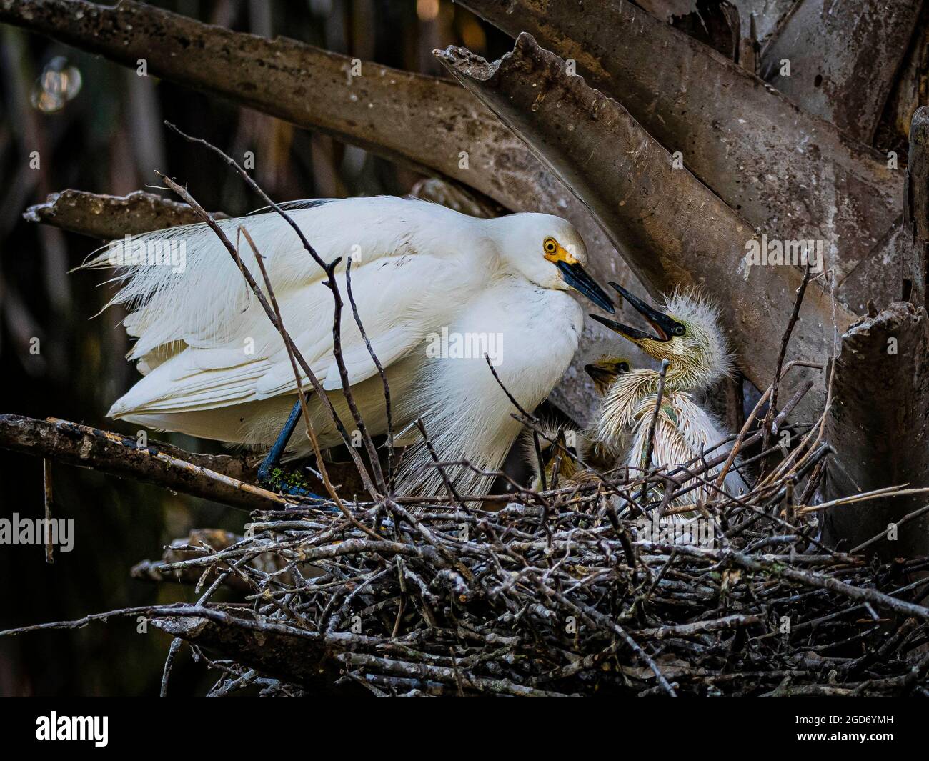 Mother Snowy Egret feeding and caring for her chicks in their nest in a ...