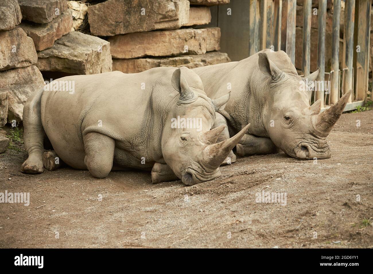 Sea rhinoceros hi-res stock photography and images - Alamy